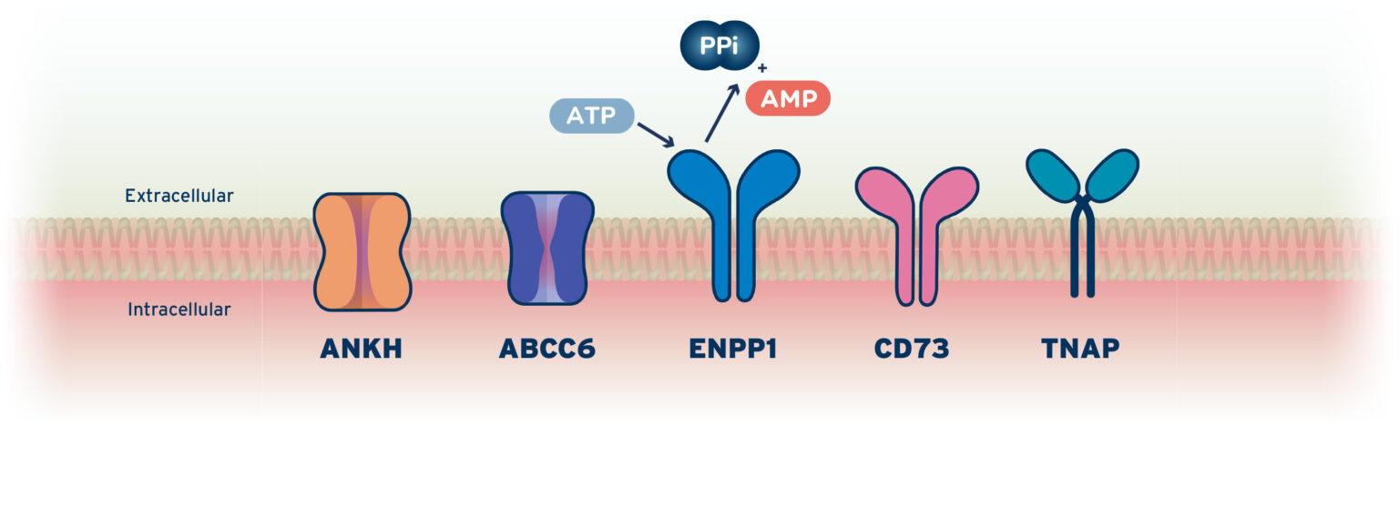 Our Science - Inozyme